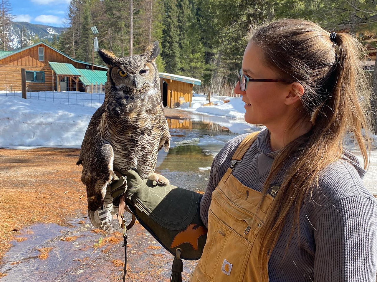 A Love letter to Merlin - Snowdon Wildlife Sanctuary