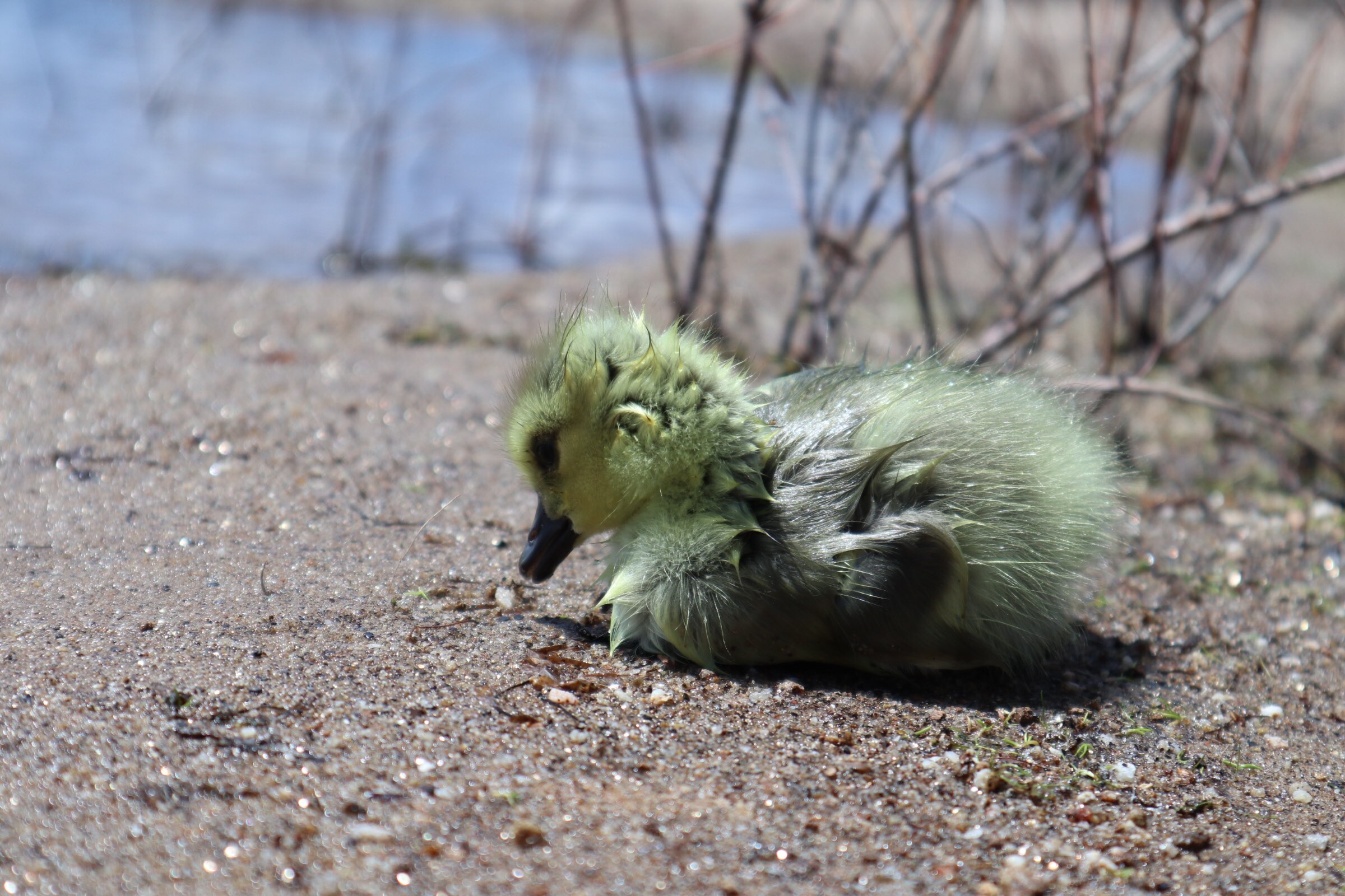 A Mother Knows Best - Snowdon Wildlife Sanctuary