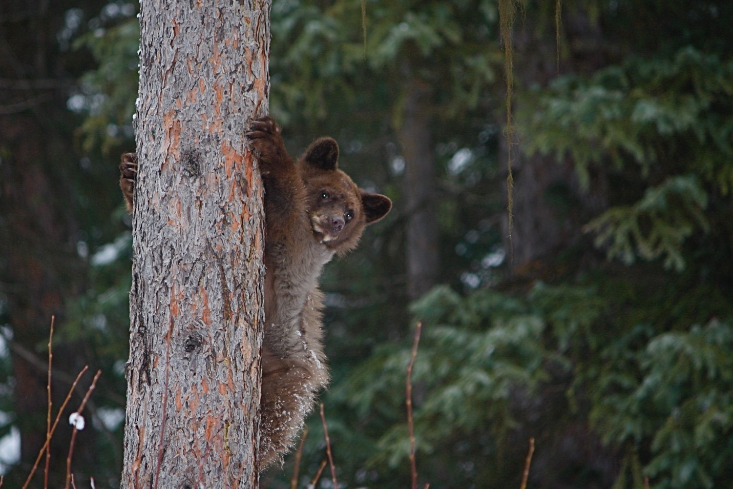 Little Yoga bear - Snowdon Wildlife Sanctuary