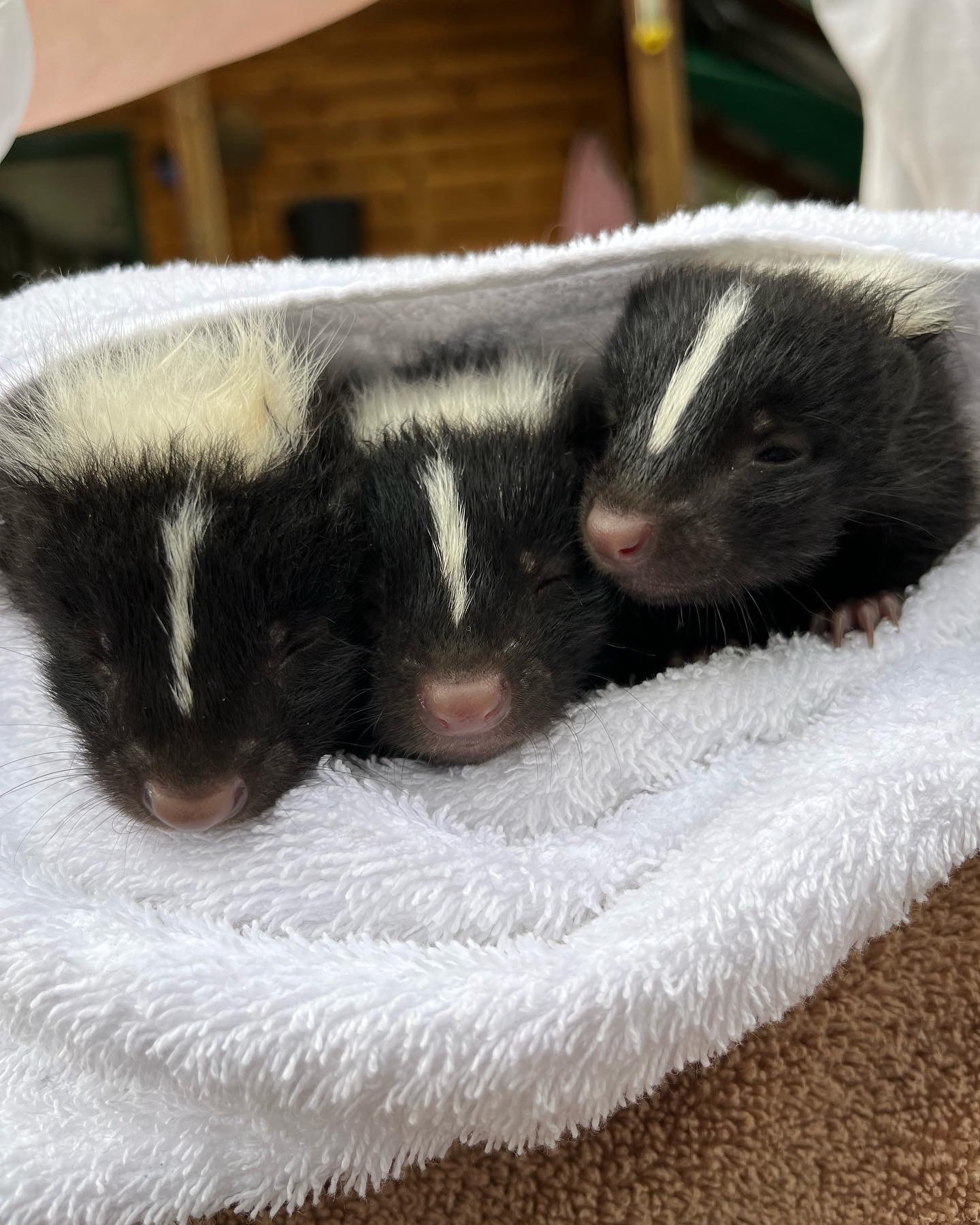 Raising little stinkers - Snowdon Wildlife Sanctuary