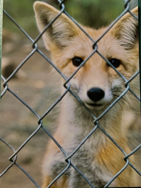 Lunches With Luna - Snowdon Wildlife Sanctuary
