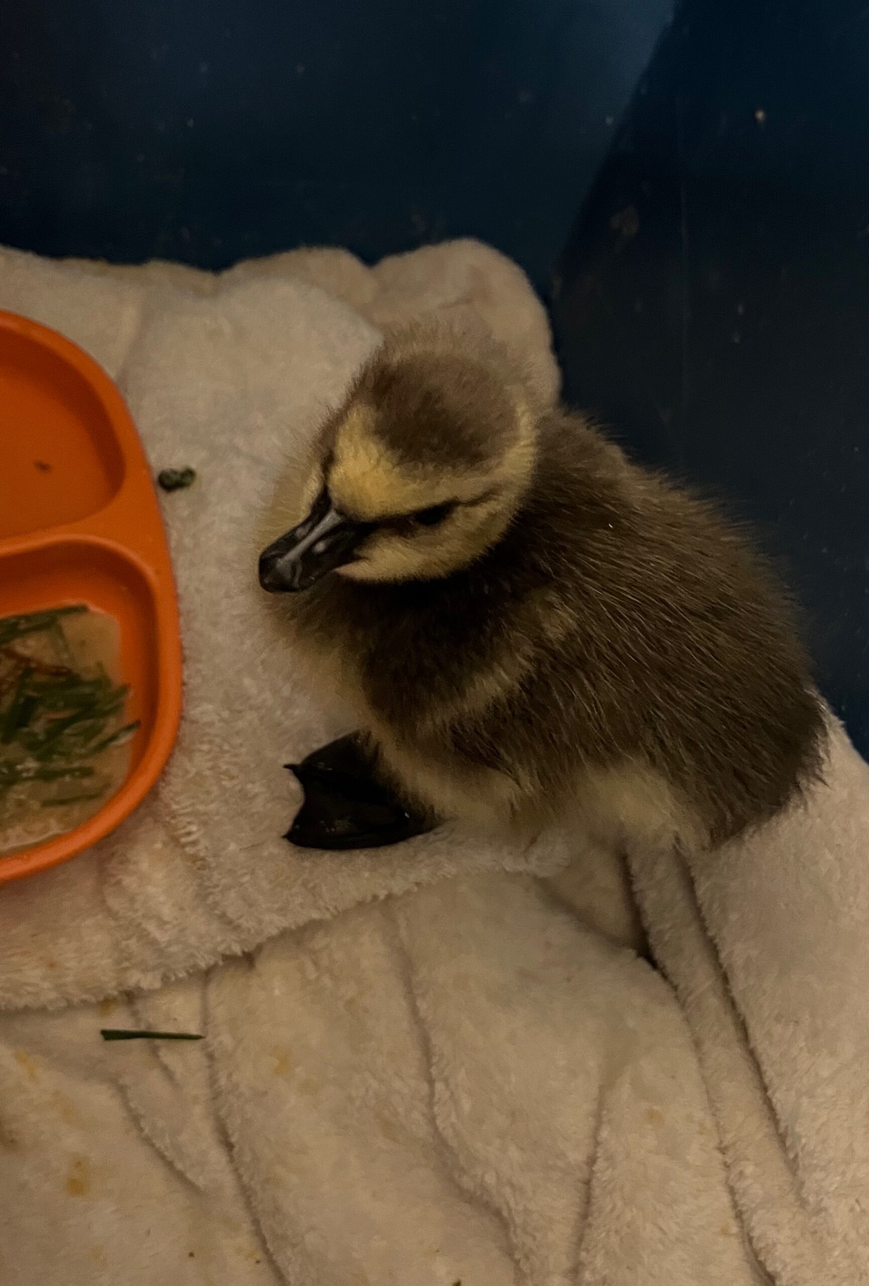 Honk Honk Goose - Snowdon Wildlife Sanctuary